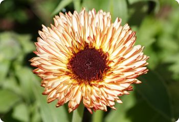 Calendula officinalis Seeds - Diane's Flower Seeds