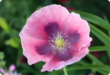 Poppy (Papaver) Seeds - Diane's Flower Seeds